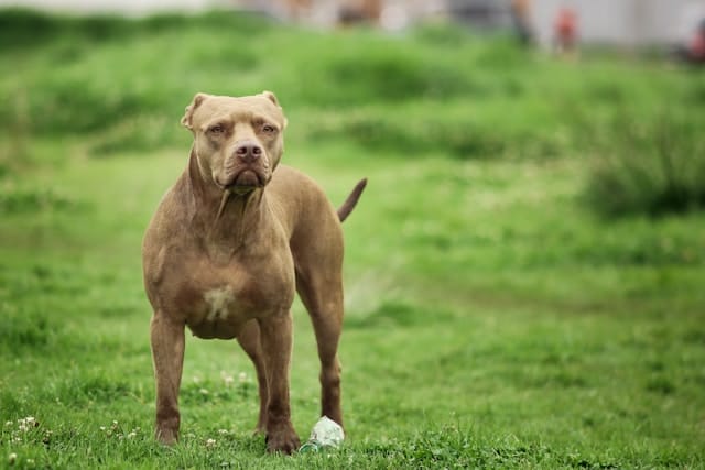Exploring the Diversity: 5 Types of Pit Bull Dog Breeds