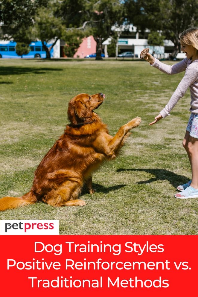 Dog Training Styles: Positive Reinforcement vs Traditional Methods