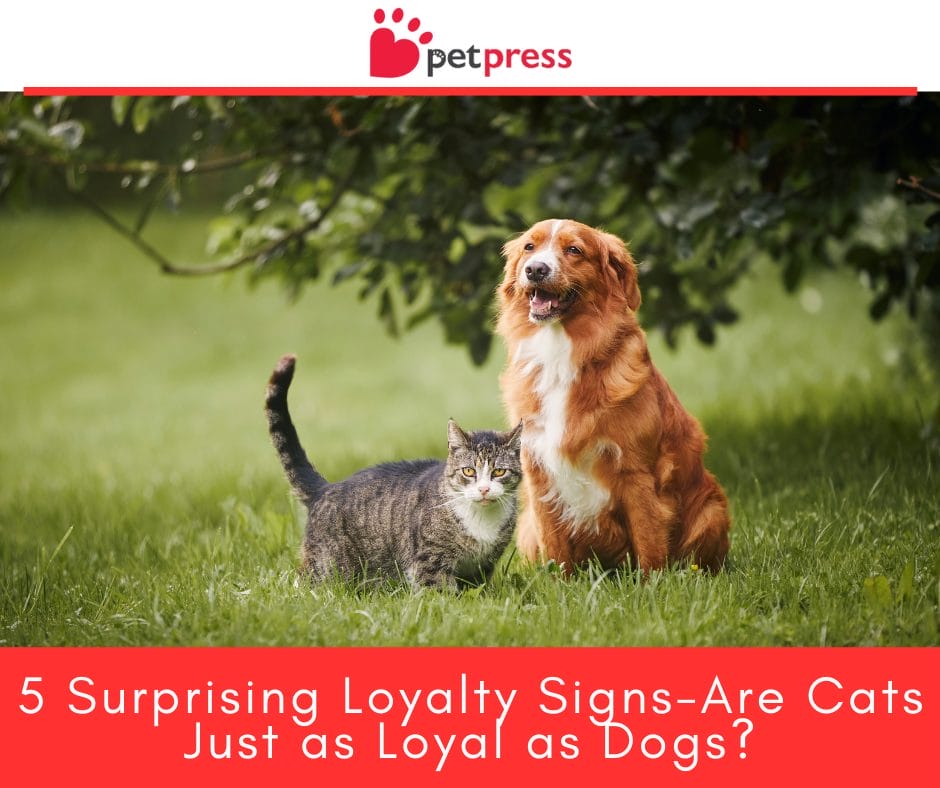 5 Surprising Loyalty Signs-Are Cats Just as Loyal as Dogs? - PetPress