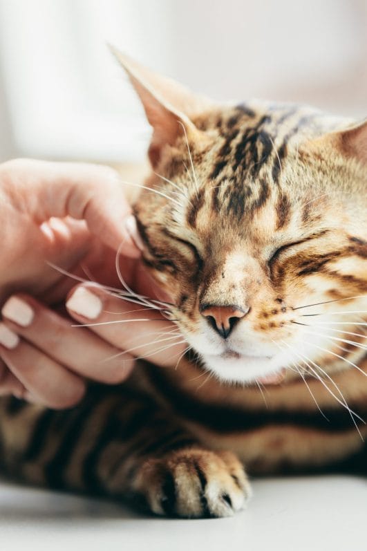 Debunking the Myth: Does Cat Purring Mean They’re Happy? - PetPress