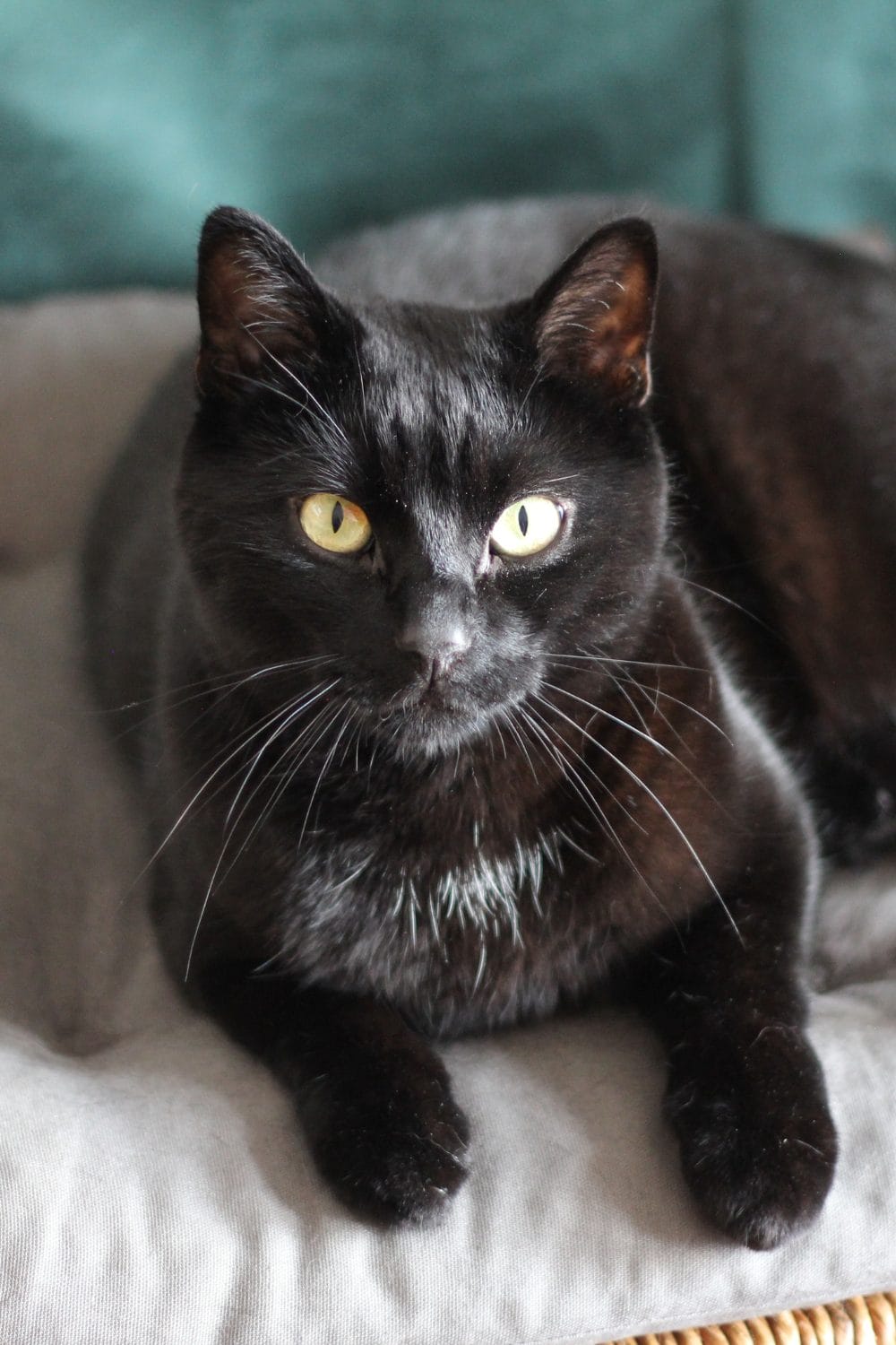 Debunking the Myth: Does Cat Purring Mean They’re Happy? - PetPress