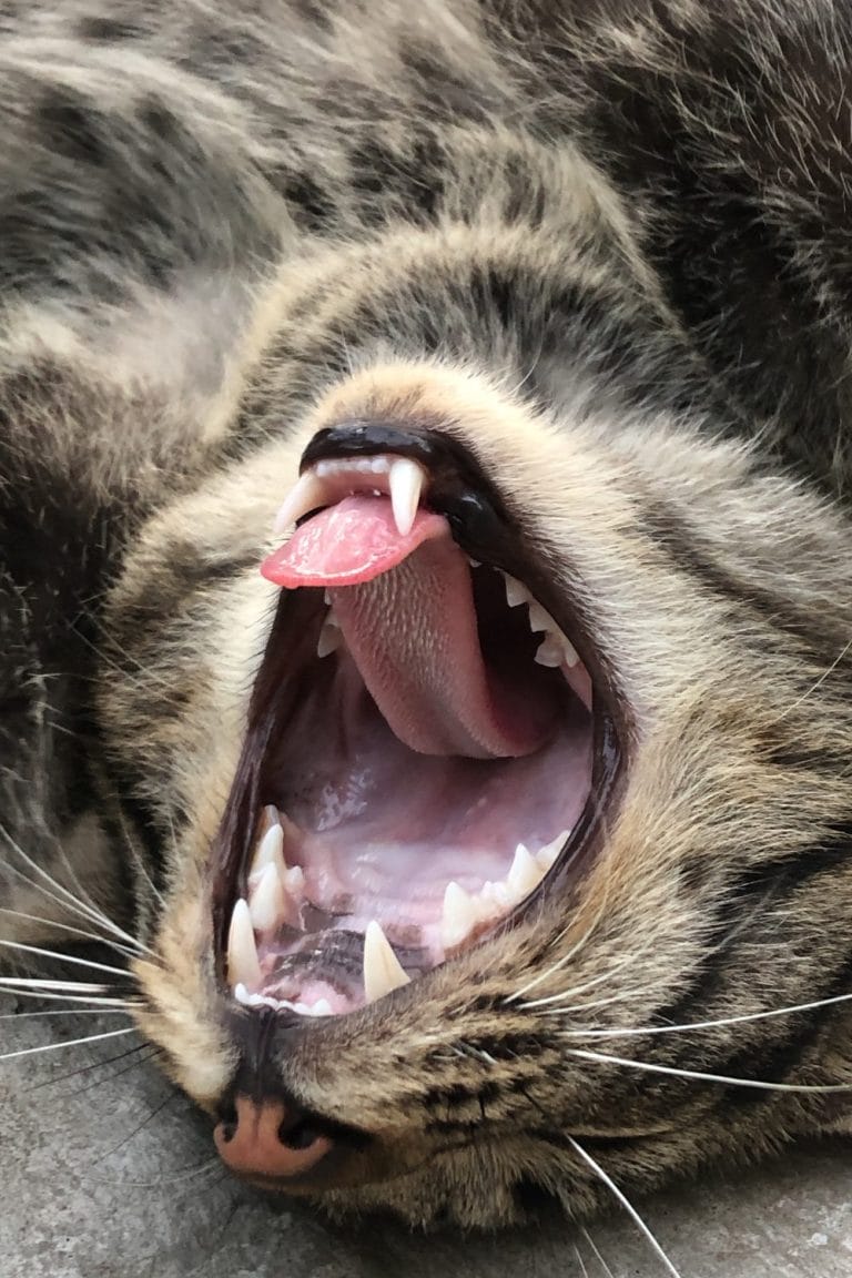 Debunking the Myth: Does Cat Purring Mean They’re Happy? - PetPress