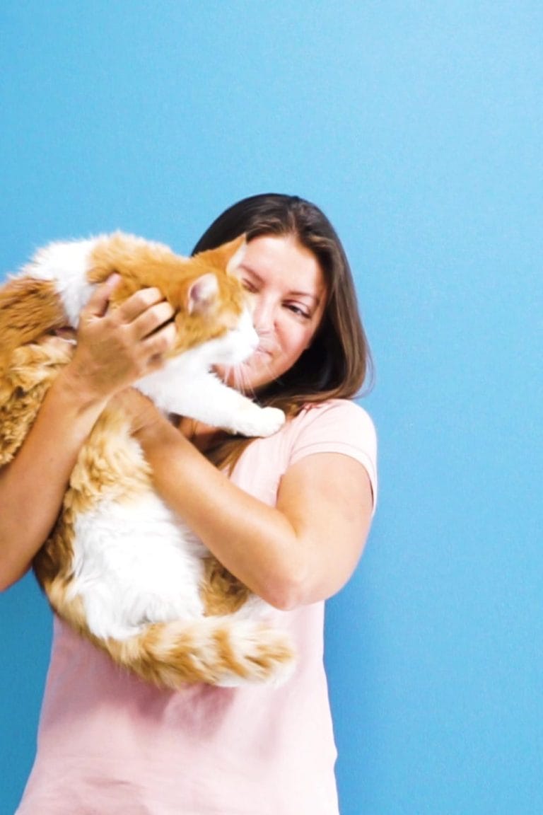 Debunking the Myth: Does Cat Purring Mean They’re Happy? - PetPress