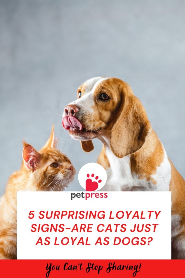 5 Surprising Loyalty Signs-Are Cats Just as Loyal as Dogs? - PetPress