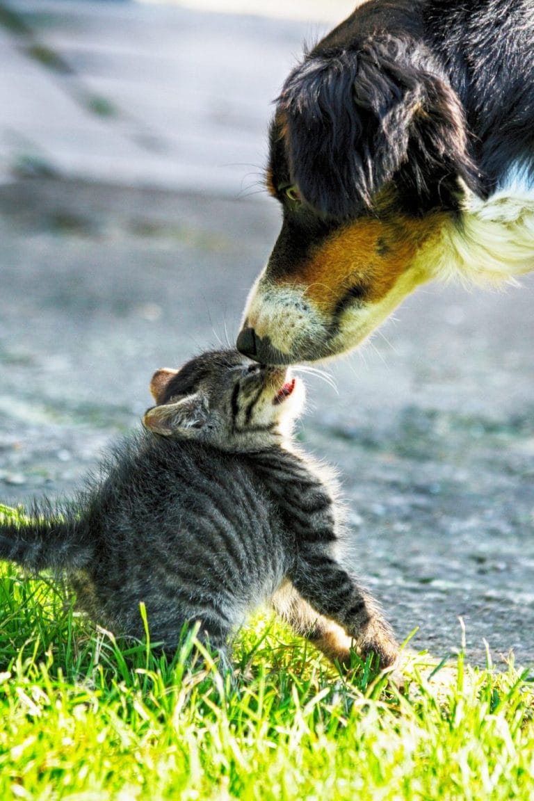 5 Surprising Loyalty Signs-Are Cats Just as Loyal as Dogs? - PetPress