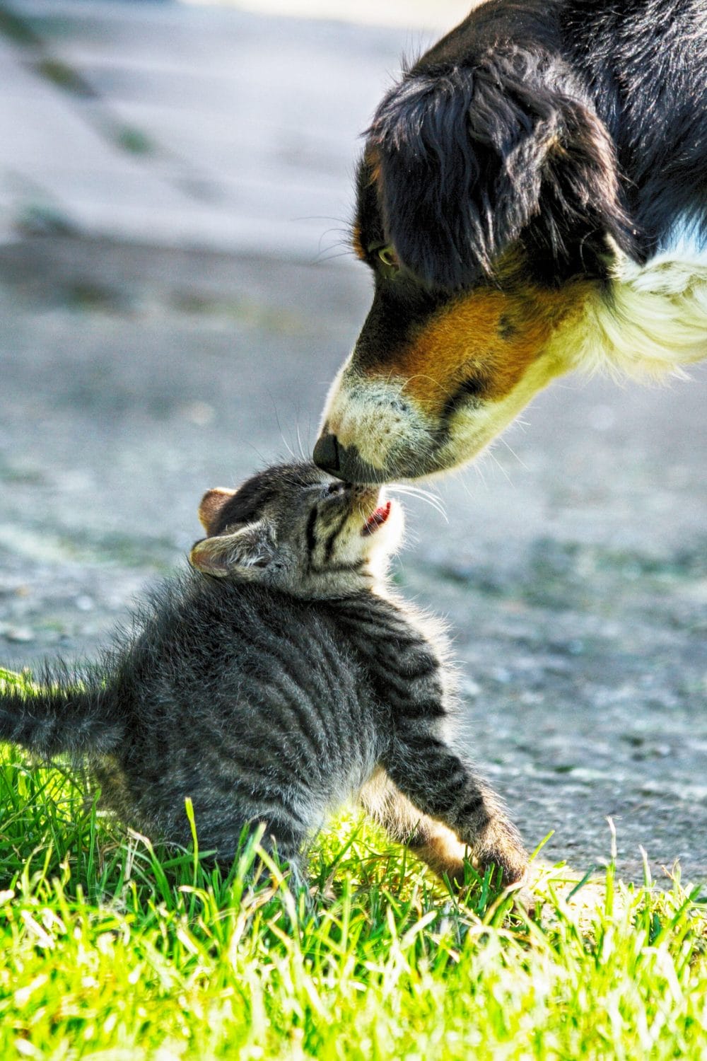 5 Surprising Loyalty Signs-Are Cats Just as Loyal as Dogs? - PetPress