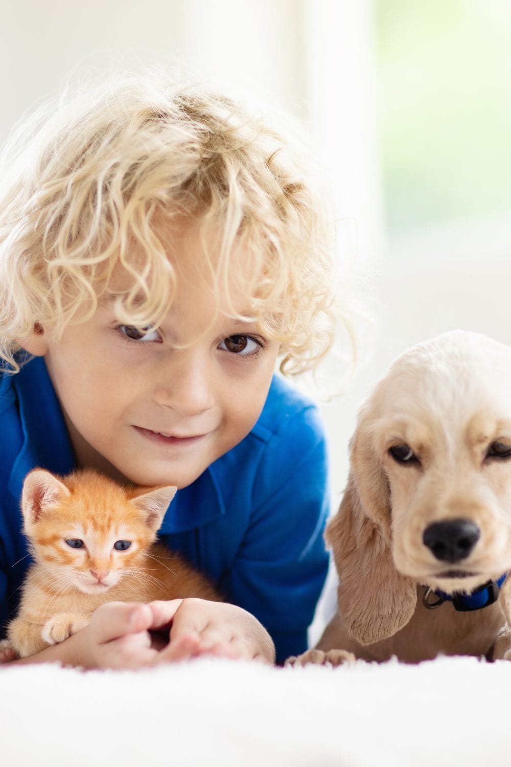 5 Surprising Loyalty Signs-Are Cats Just as Loyal as Dogs? - PetPress