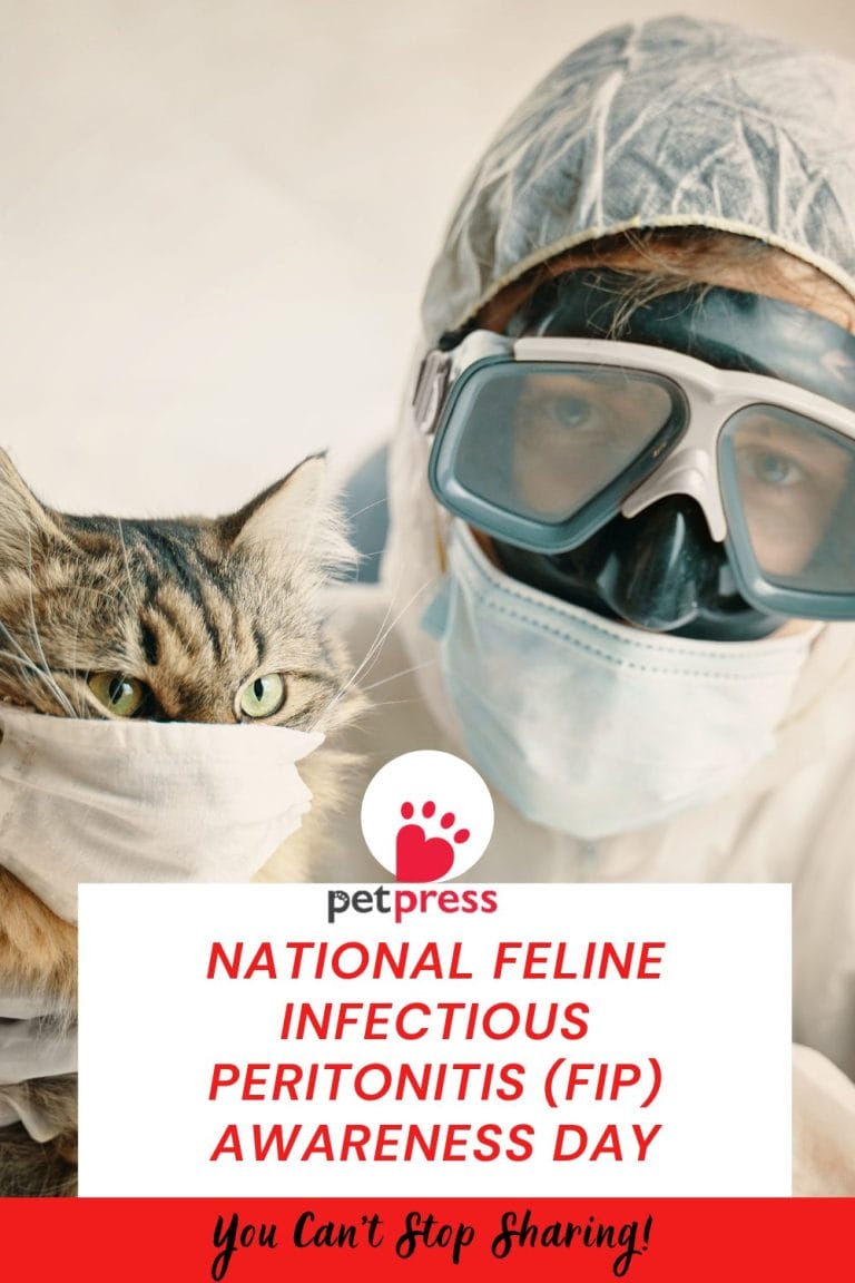 National Feline Infectious Peritonitis (FIP) Awareness Day - PetPress