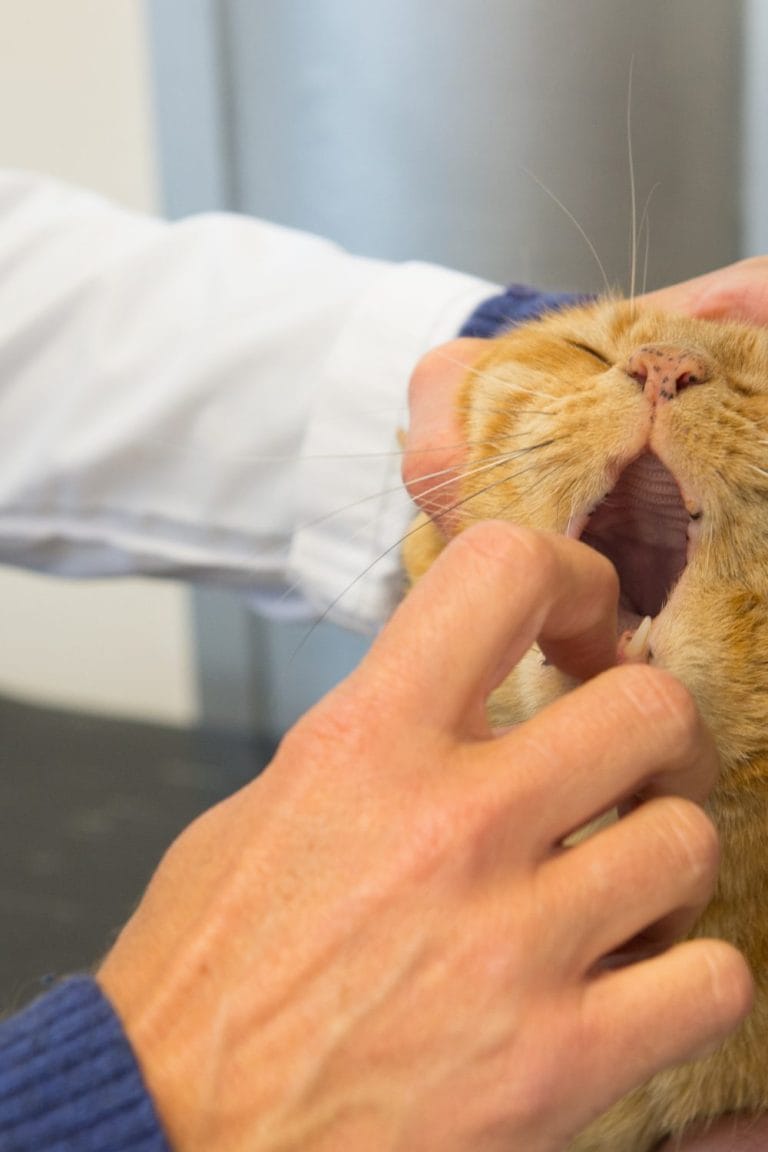National Feline Infectious Peritonitis (FIP) Awareness Day - PetPress