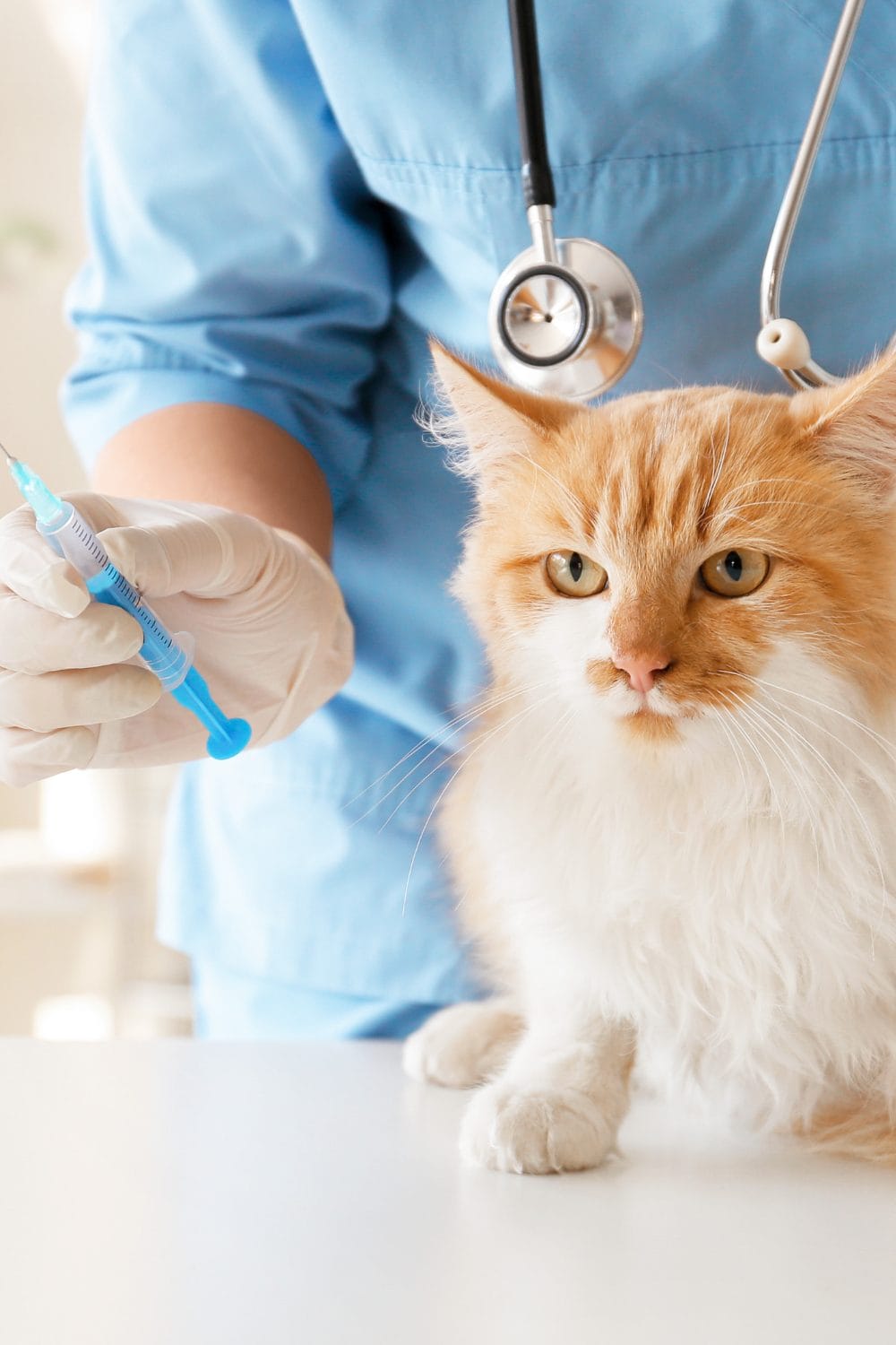 National Feline Infectious Peritonitis (FIP) Awareness Day - PetPress