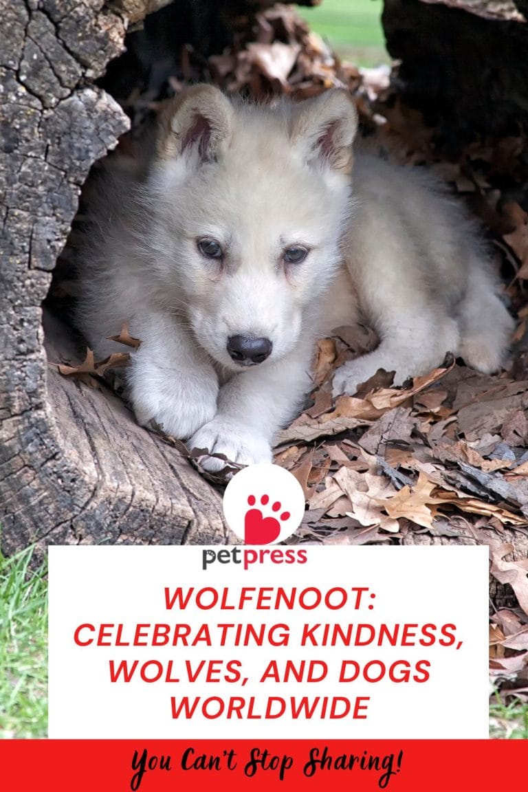 Wolfenoot Day: Celebrating Kindness, Wolves, and Dogs Worldwide - PetPress