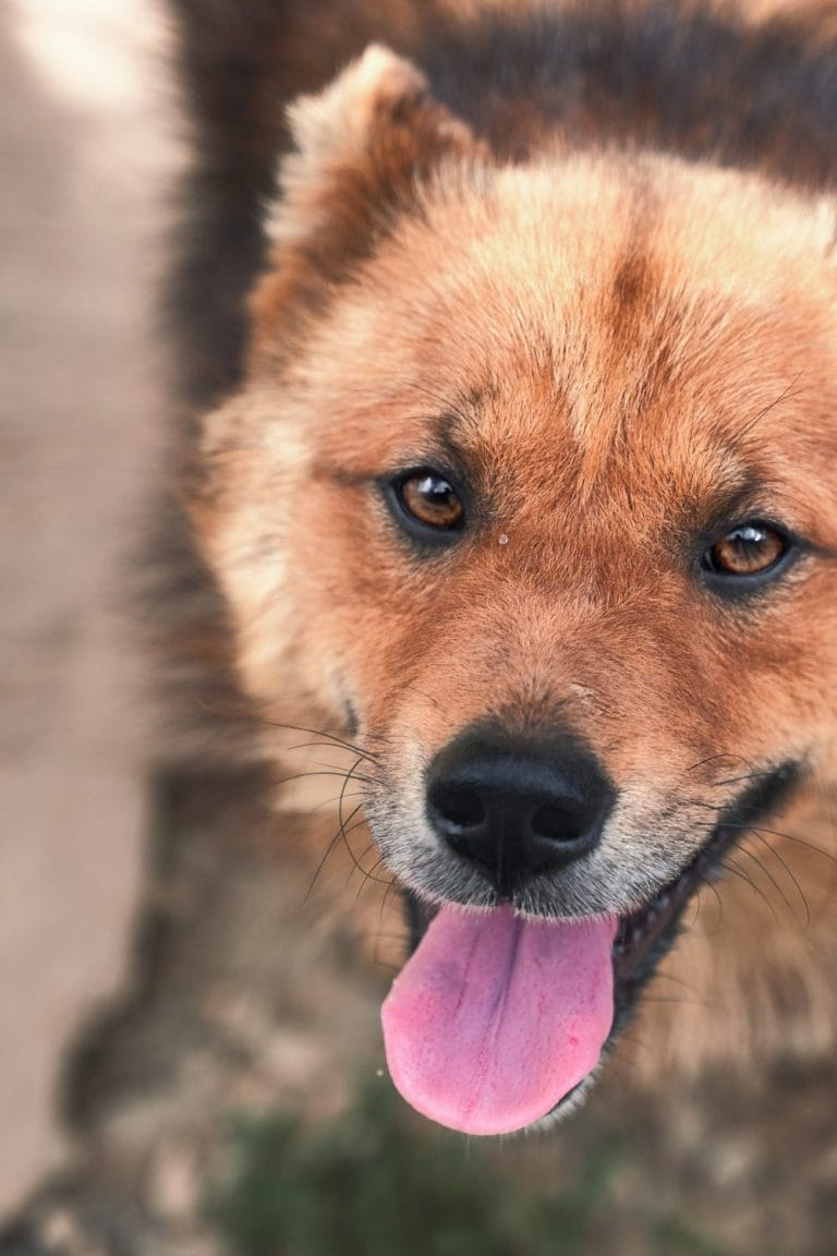 Wolfenoot Day: Celebrating Kindness, Wolves, and Dogs Worldwide - PetPress