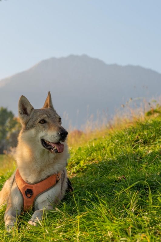 Wolfenoot Day: Celebrating Kindness, Wolves, and Dogs Worldwide - PetPress