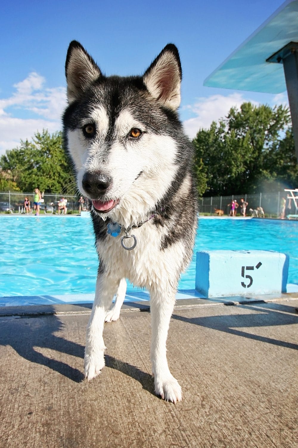 Wolfenoot Day: Celebrating Kindness, Wolves, and Dogs Worldwide - PetPress
