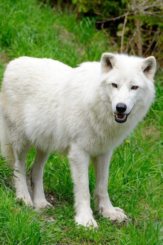 Wolfenoot Day: Celebrating Kindness, Wolves, and Dogs Worldwide - PetPress