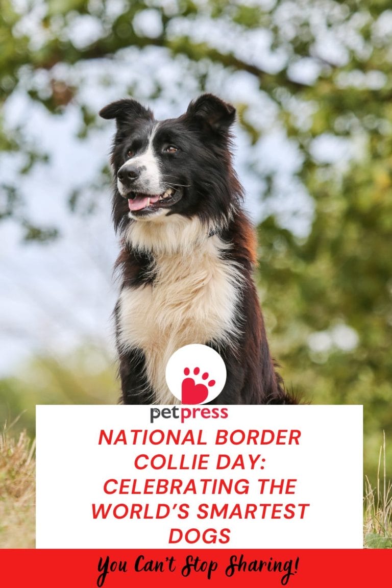 National Border Collie Day: Celebrating the World’s Smartest Dogs ...