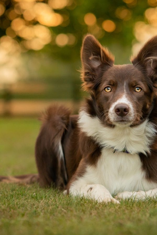 National Border Collie Day: Celebrating the World’s Smartest Dogs ...