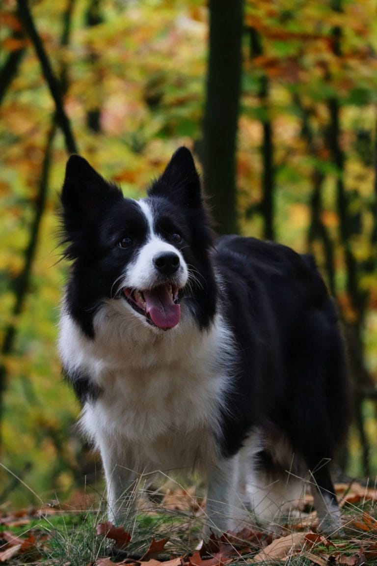 National Border Collie Day: Celebrating the World’s Smartest Dogs ...