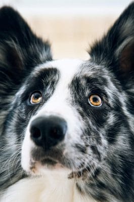 National Border Collie Day: Celebrating the World’s Smartest Dogs ...