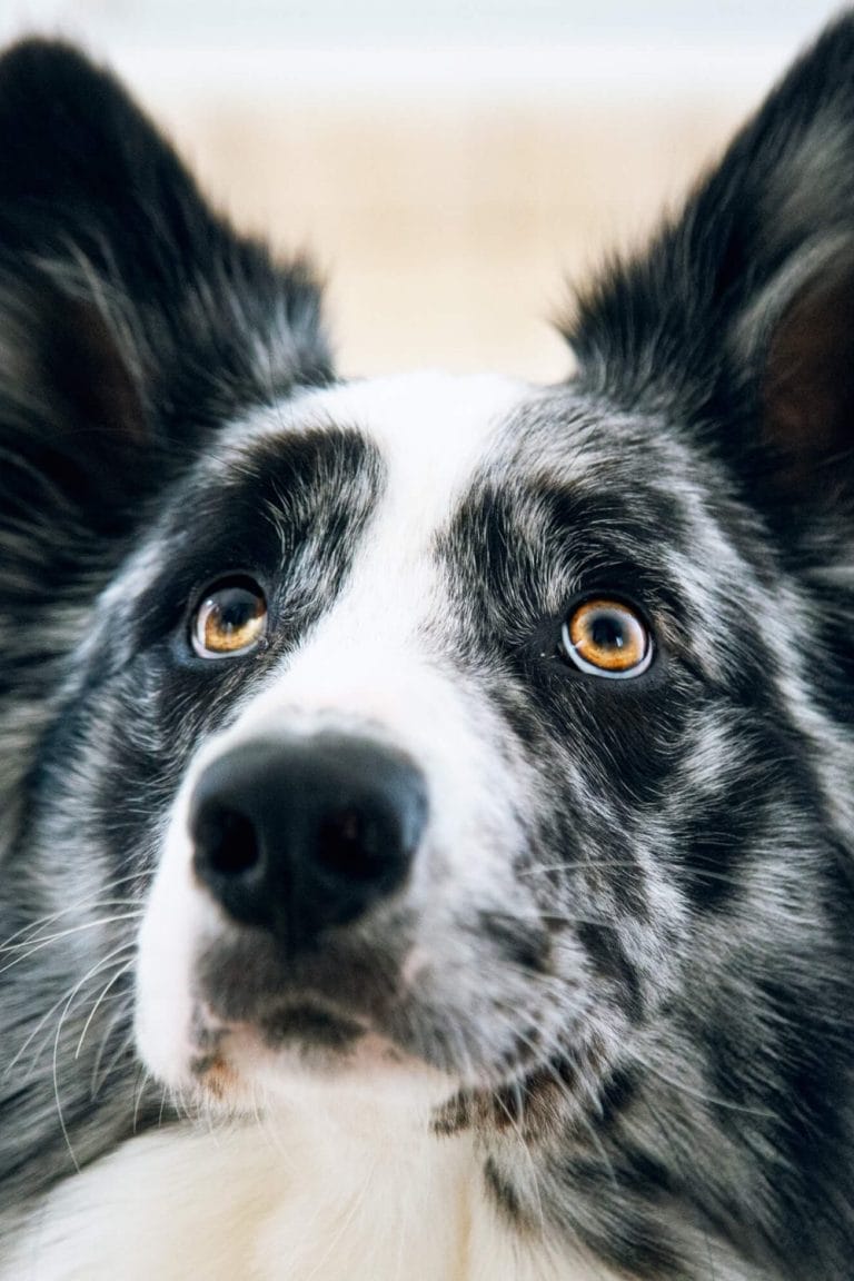 National Border Collie Day: Celebrating the World’s Smartest Dogs ...
