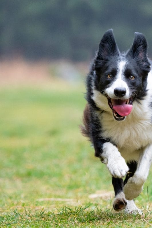 National Border Collie Day: Celebrating the World’s Smartest Dogs ...