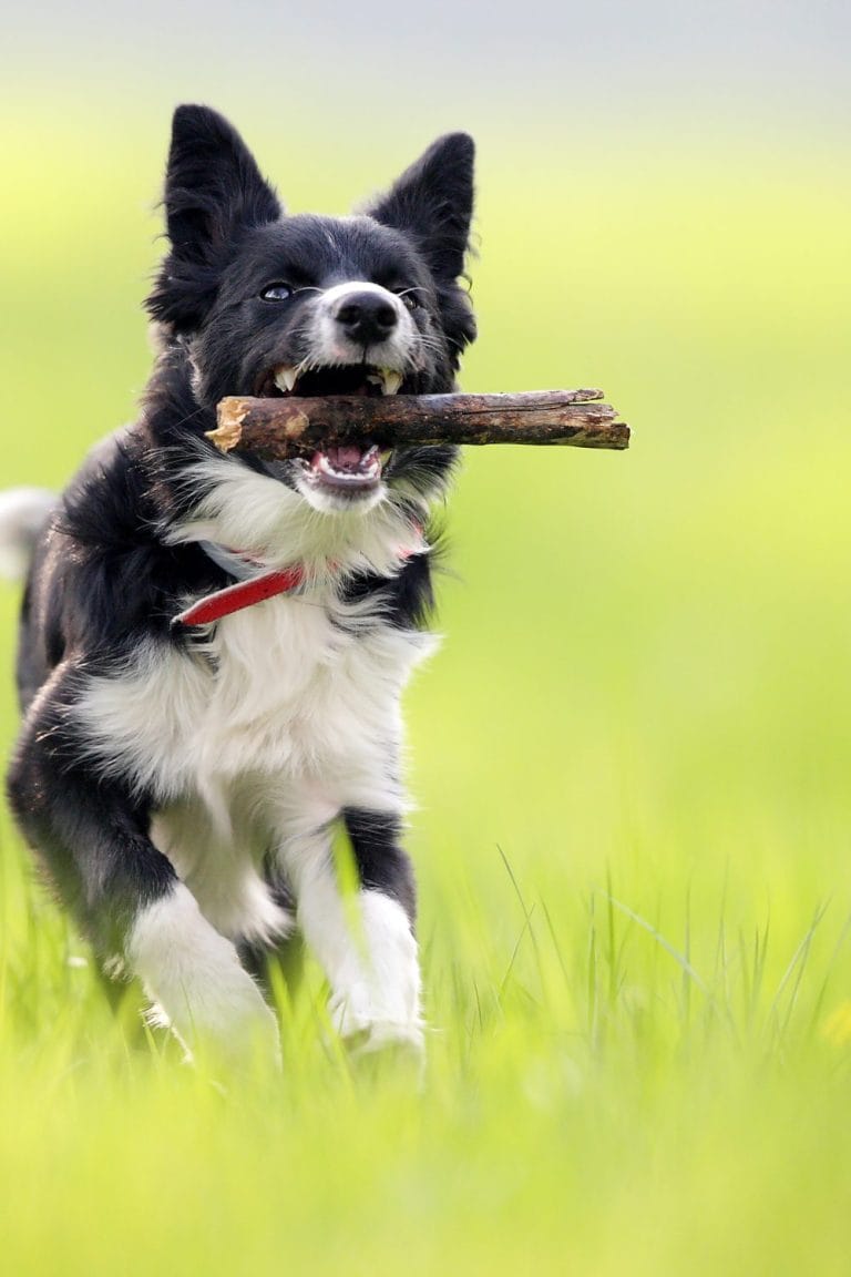 National Border Collie Day: Celebrating the World’s Smartest Dogs ...