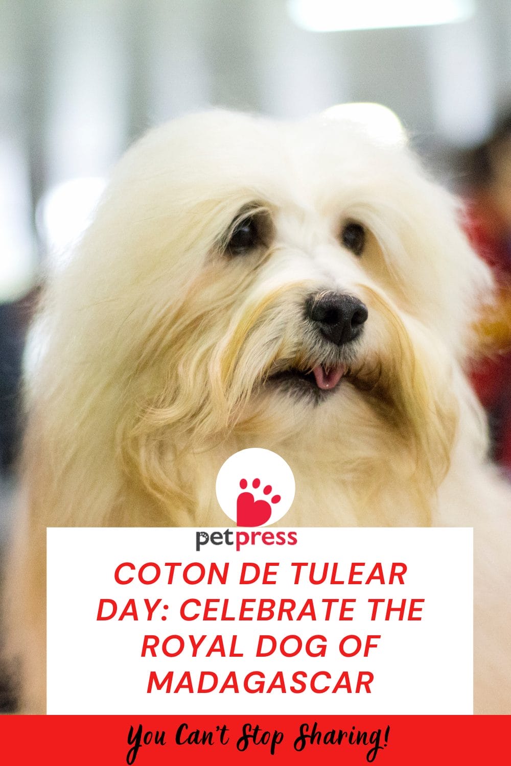 Coton de Tulear Day: Celebrate the Royal Dog of Madagascar - PetPress