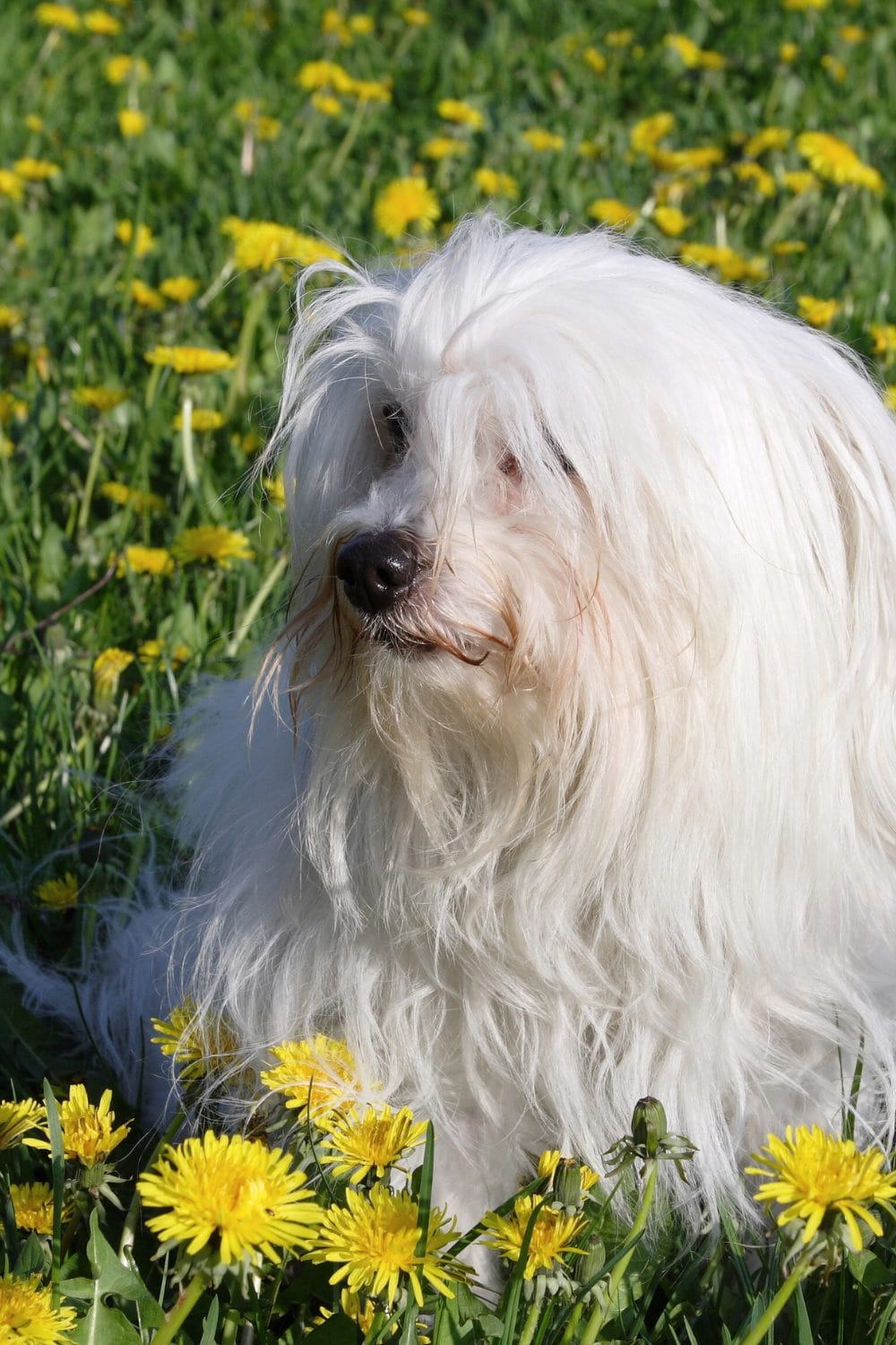 Coton de Tulear Day: Celebrate the Royal Dog of Madagascar - PetPress