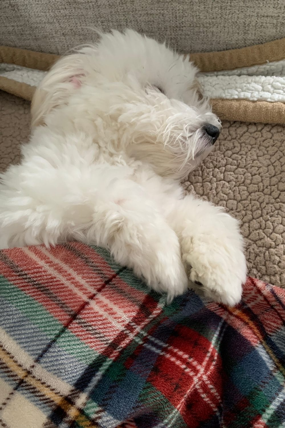 Coton de Tulear Day: Celebrate the Royal Dog of Madagascar - PetPress