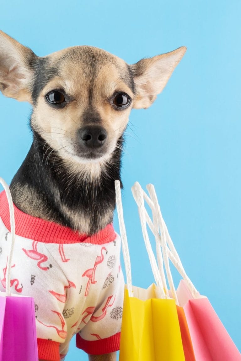 National Shop with Your Dog Day: Shopping with Your Furry Friend - PetPress