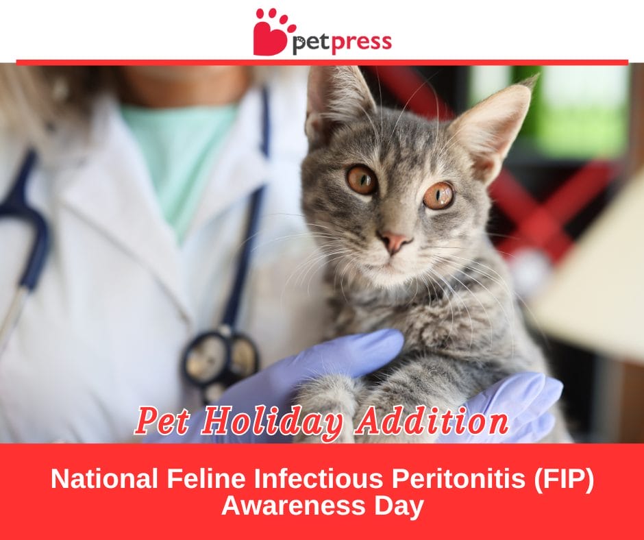National Feline Infectious Peritonitis (FIP) Awareness Day - PetPress