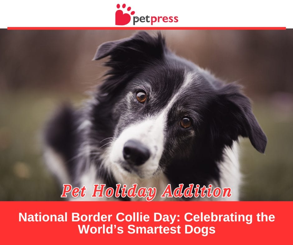National Border Collie Day: Celebrating the World’s Smartest Dogs ...