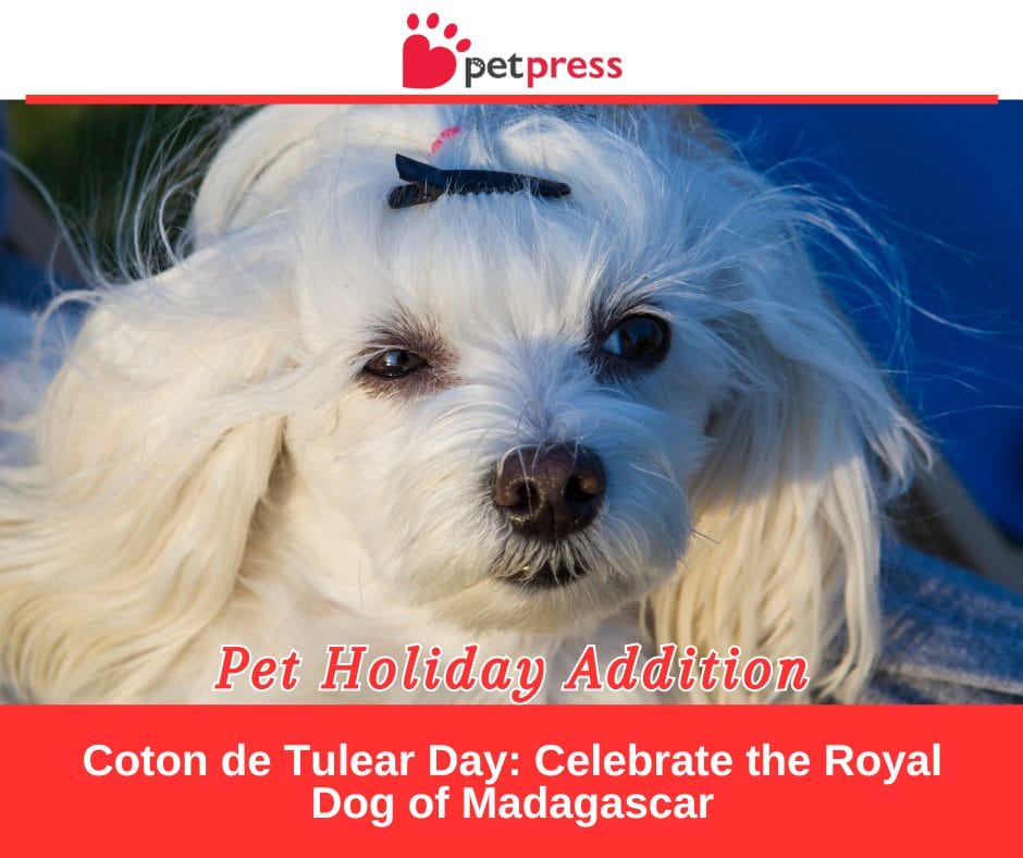 Coton de Tulear Day: Celebrate the Royal Dog of Madagascar - PetPress
