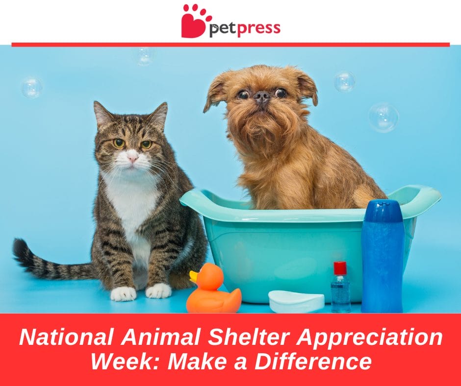 National Animal Shelter Appreciation Week: Make a Difference - PetPress