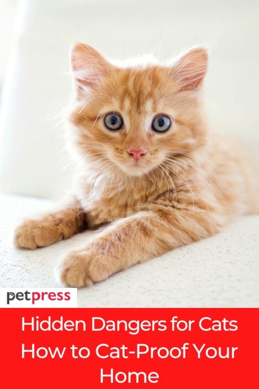 Hidden Dangers for Cats: How to Cat-Proof Your Home