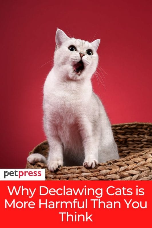 Why Declawing Cats is More Harmful Than You Think