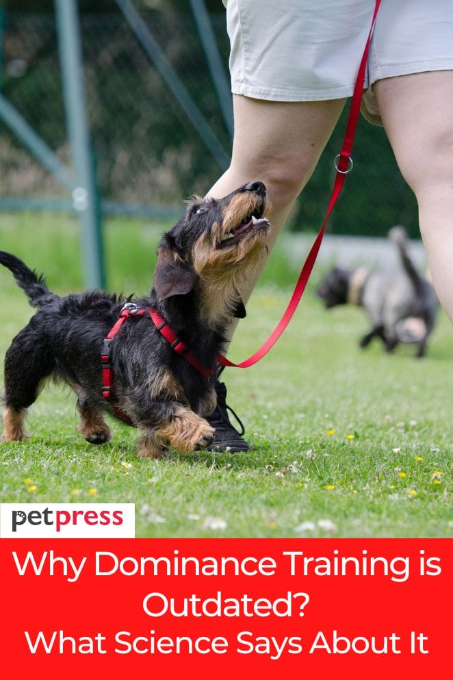 Why Dominance Training is Outdated: What Science Says About It