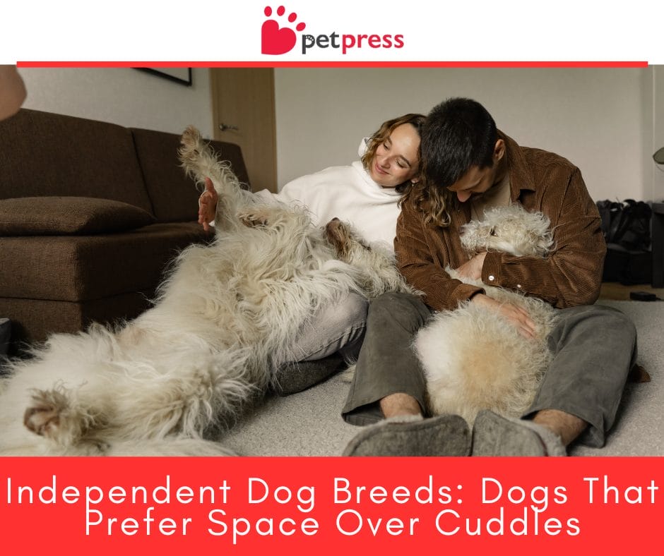 15 Most Inspiring Dog Therapy Quotes That Melt Your Heart