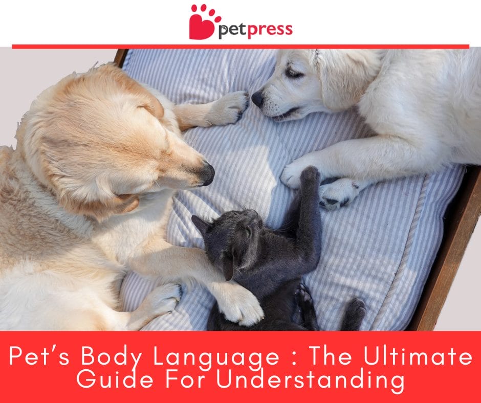 Pet’s Body Language : The Ultimate Guide For Understanding - PetPress