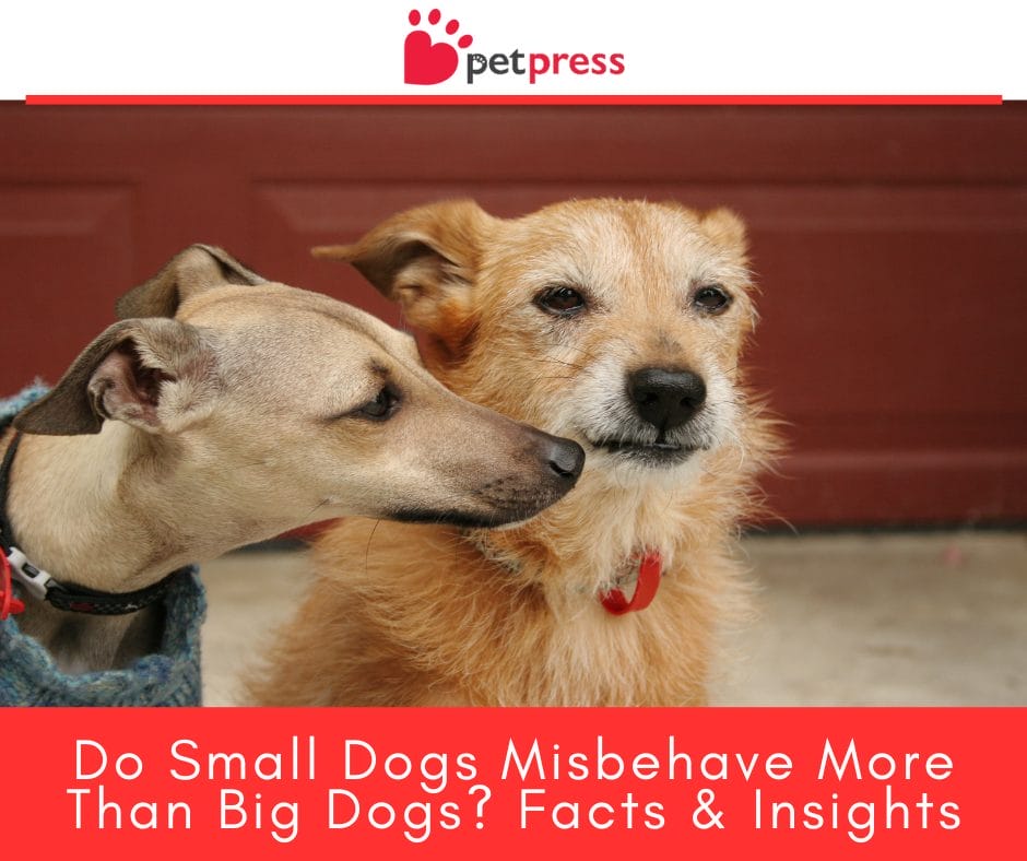 Do Small Dogs Misbehave More Than Big Dogs? Facts & Insights - PetPress