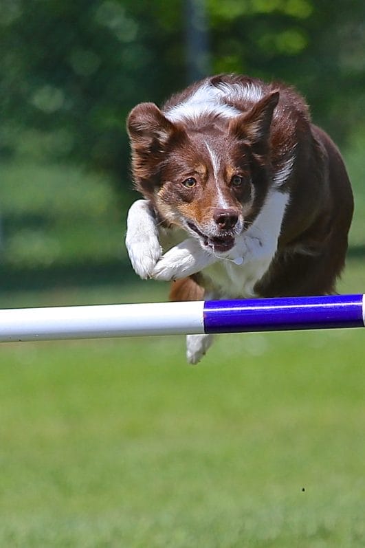 DIY Dog Agility Courses at Home: Build & Train Your Pup - PetPress