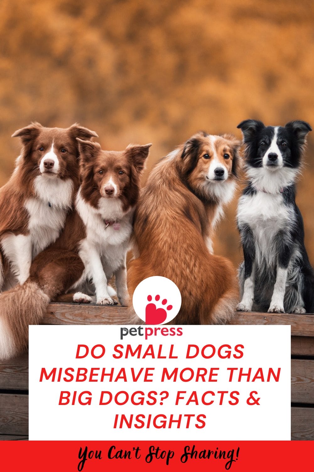 Do Small Dogs Misbehave More Than Big Dogs? Facts & Insights - PetPress