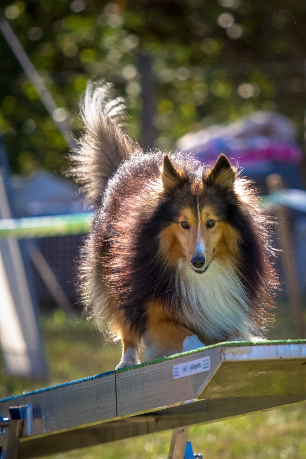 DIY Dog Agility Courses at Home: Build & Train Your Pup - PetPress