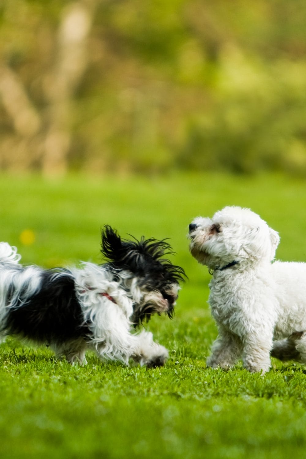 Do Small Dogs Misbehave More Than Big Dogs? Facts & Insights - PetPress