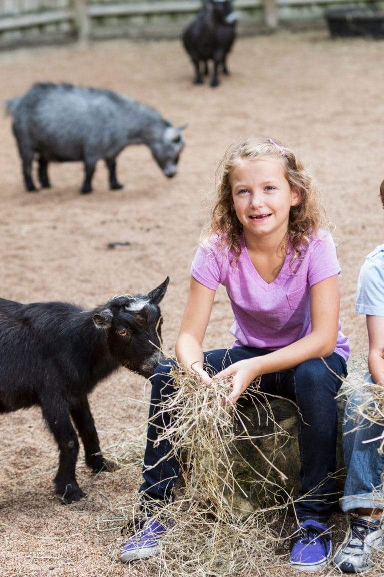 A Visit To The Zoo: A Journey into the World of Wildlife - PetPress