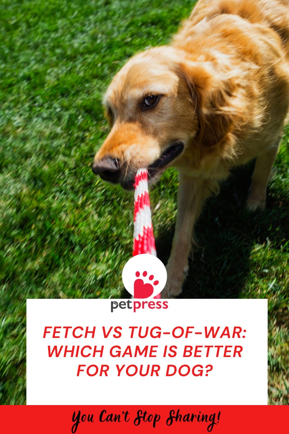 Fetch vs Tug-of-War: Which Game is Better for Your Dog? - PetPress