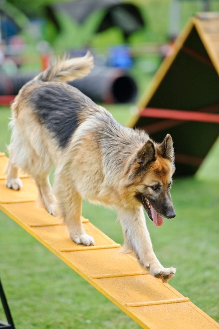DIY Dog Agility Courses at Home: Build & Train Your Pup - PetPress