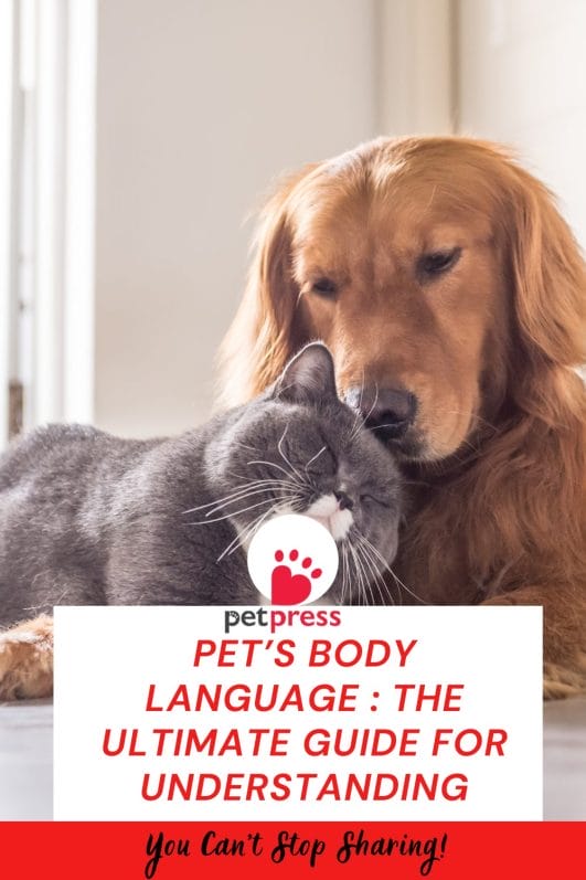 Pet’s Body Language : The Ultimate Guide For Understanding - PetPress