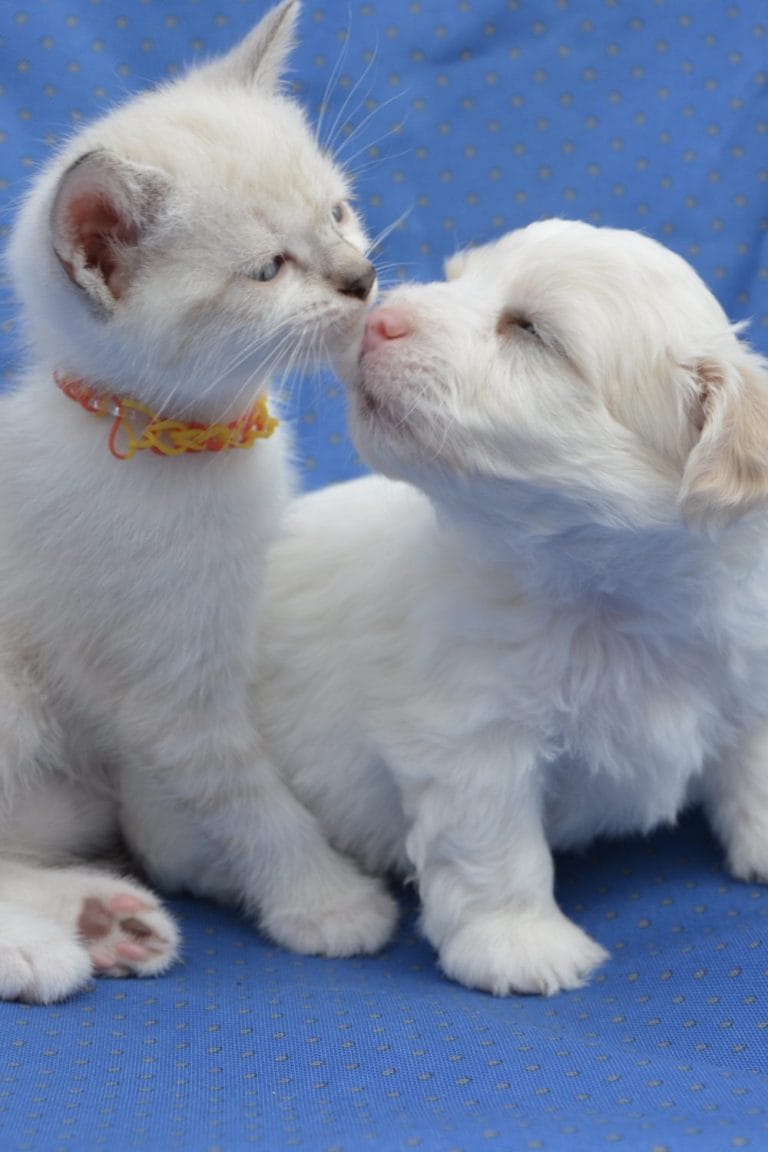Pet’s Body Language : The Ultimate Guide For Understanding - PetPress