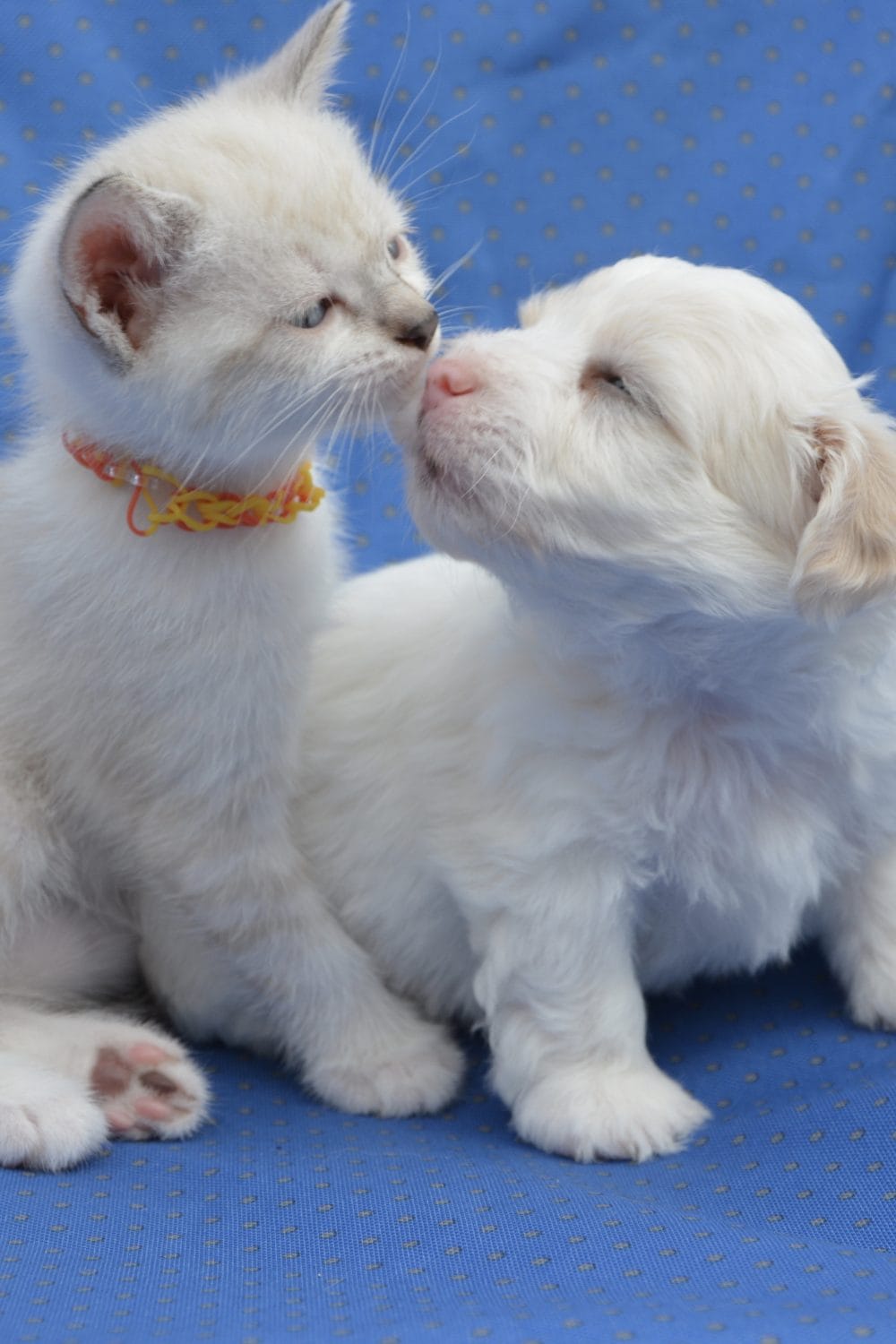 Pet’s Body Language : The Ultimate Guide For Understanding - PetPress